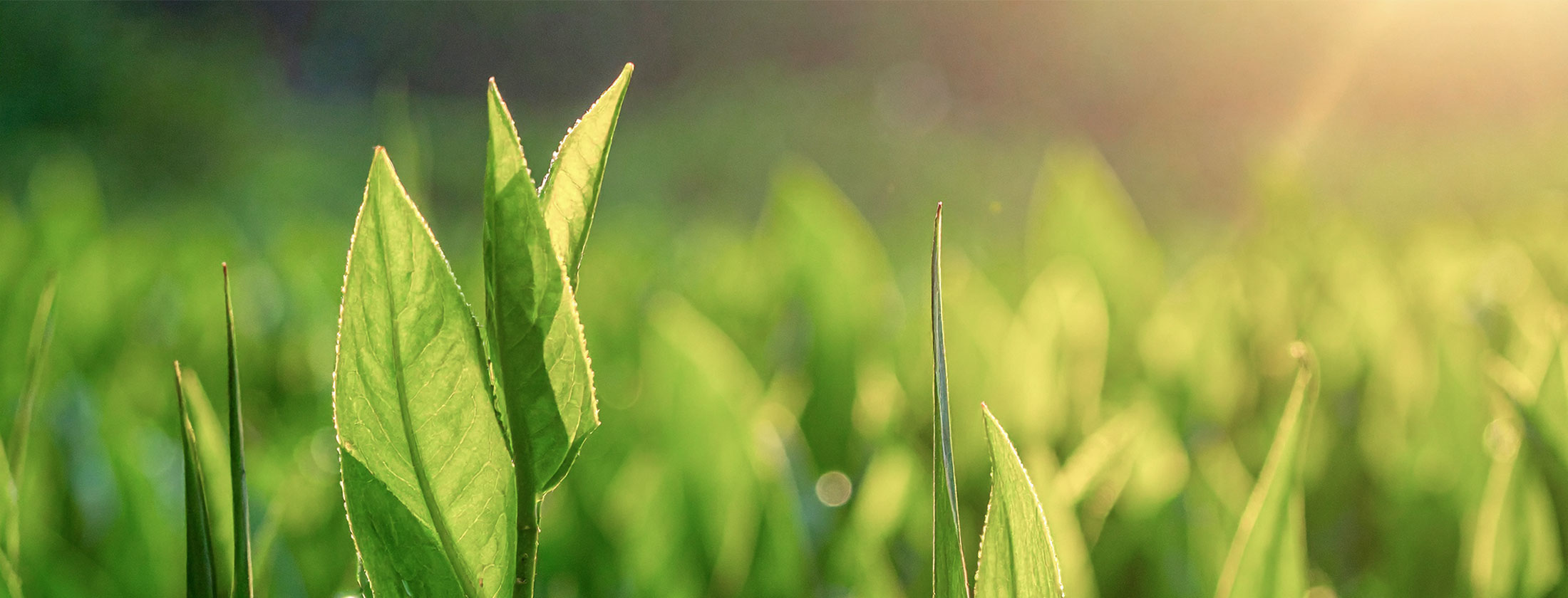 Environmentally friendly hard gold plating | Umicore